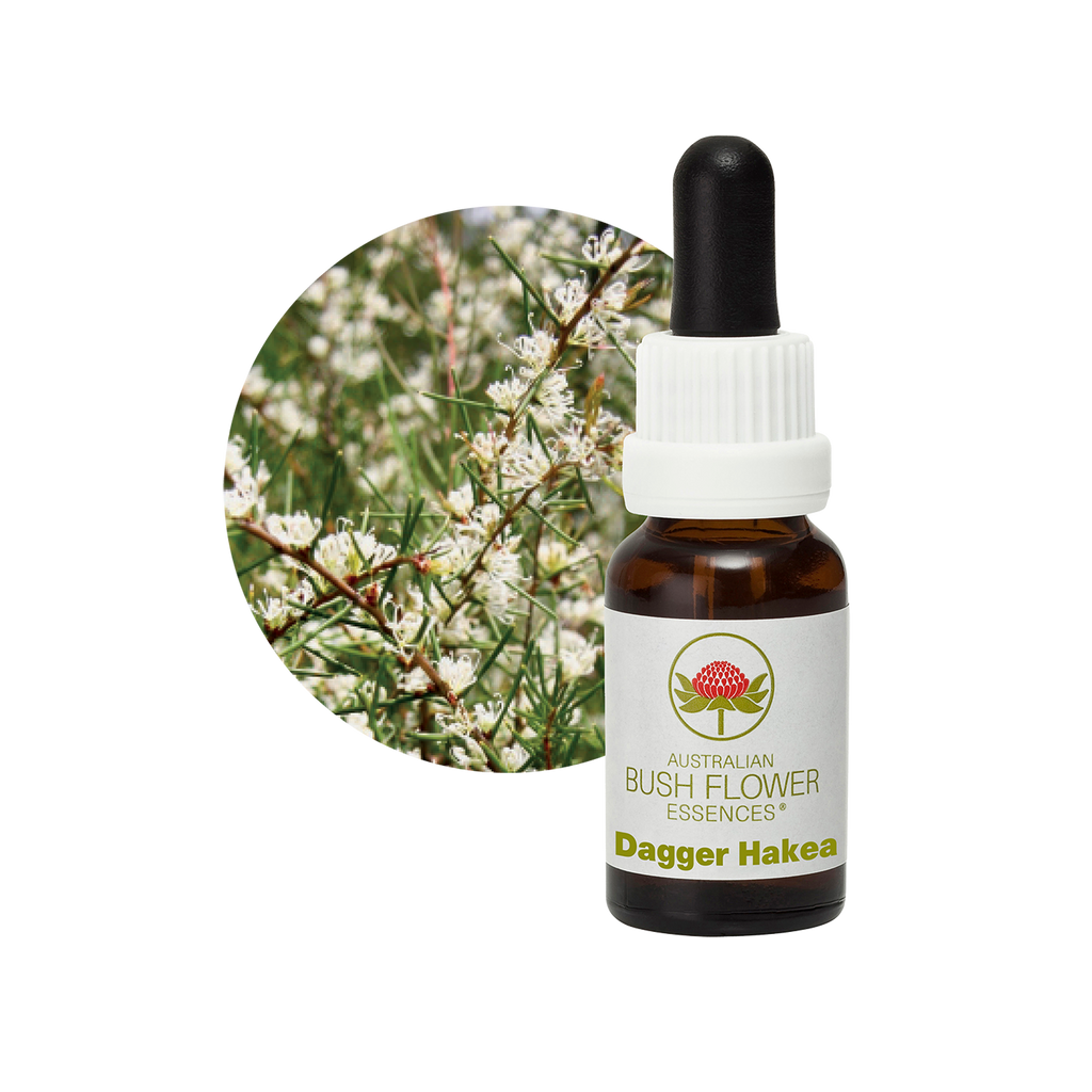Dagger Hakea - UK – Australian Bush Flower Essences