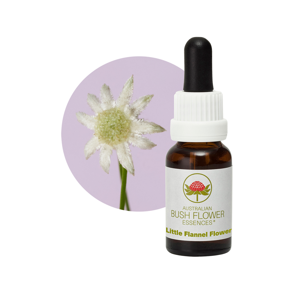 Little Flannel Flower - Australia – Australian Bush Flower Essences