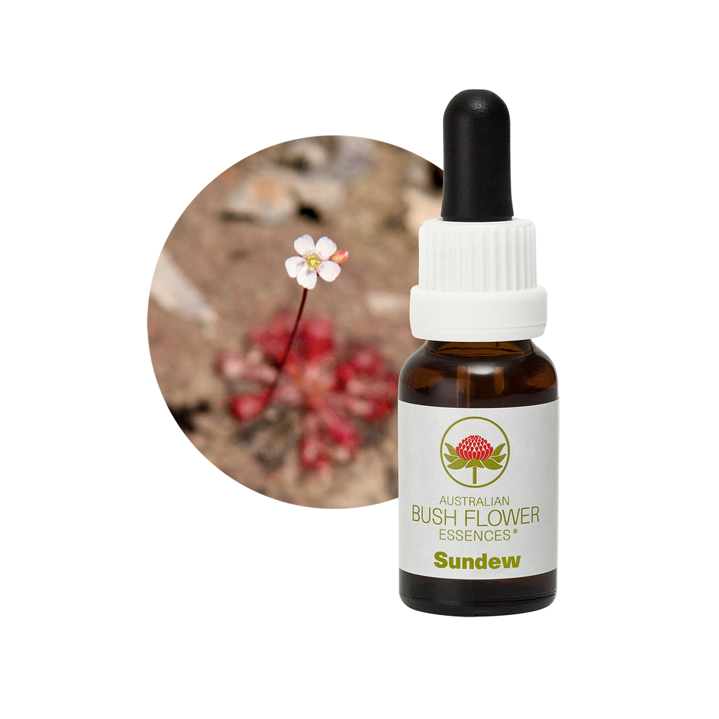 Sundew - Australia – Australian Bush Flower Essences