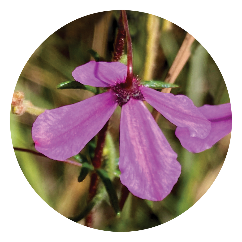 Black-eyed Susan - Australia – Australian Bush Flower Essences