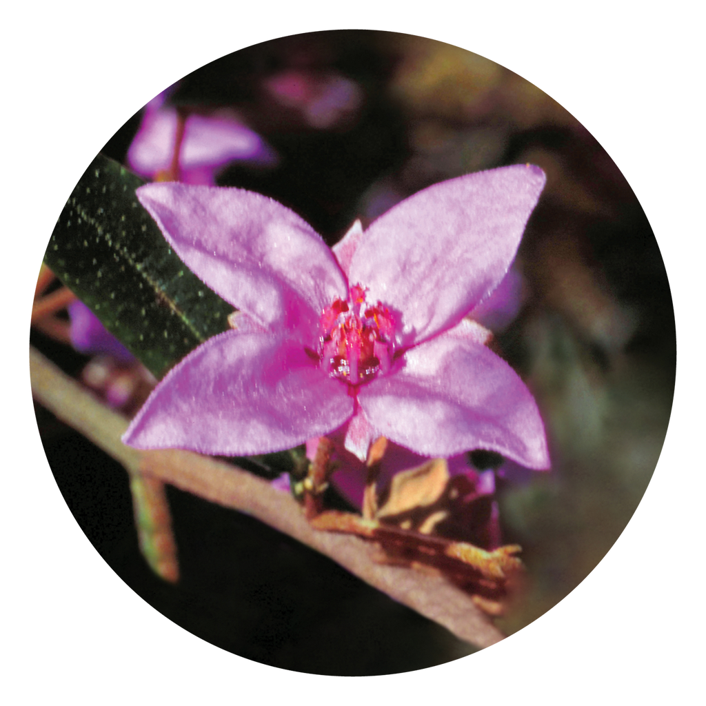 Boronia Flower Essence | Australian Bush Flower Essences – Australian ...
