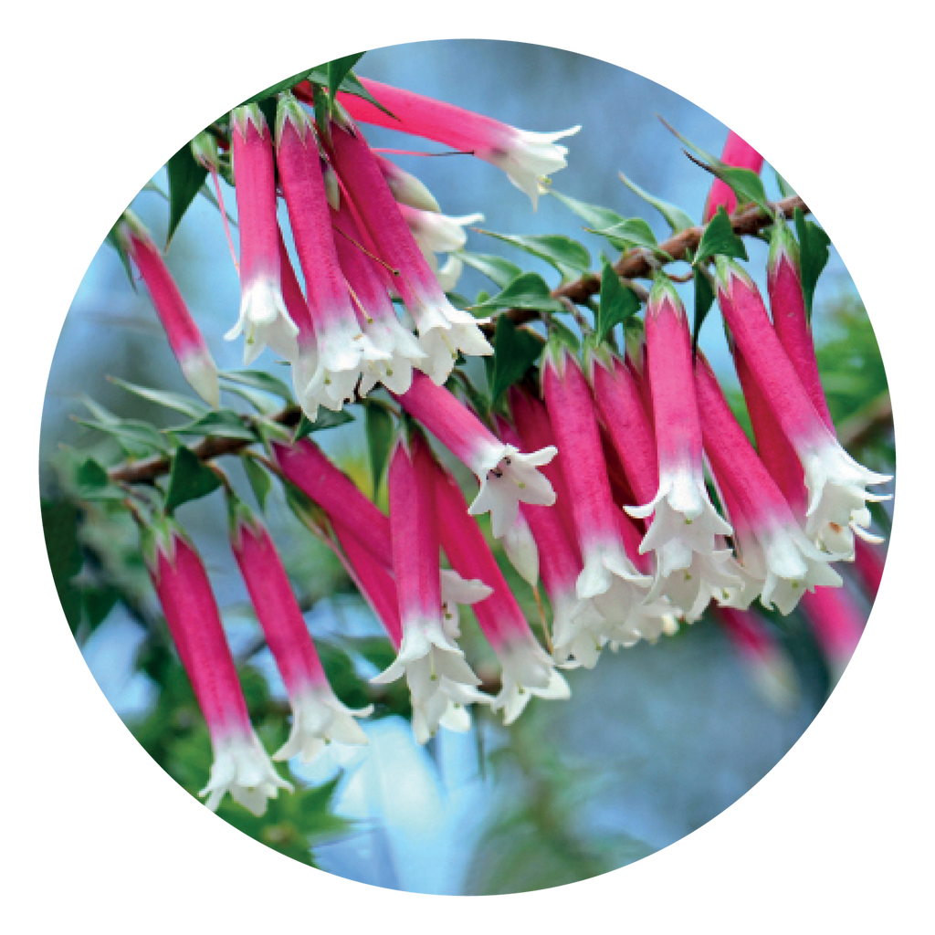 Bush Fuchsia - Australia – Australian Bush Flower Essences