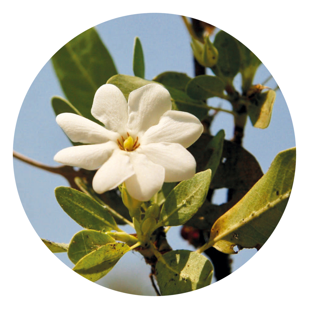 Bush Gardenia - Australia – Australian Bush Flower Essences