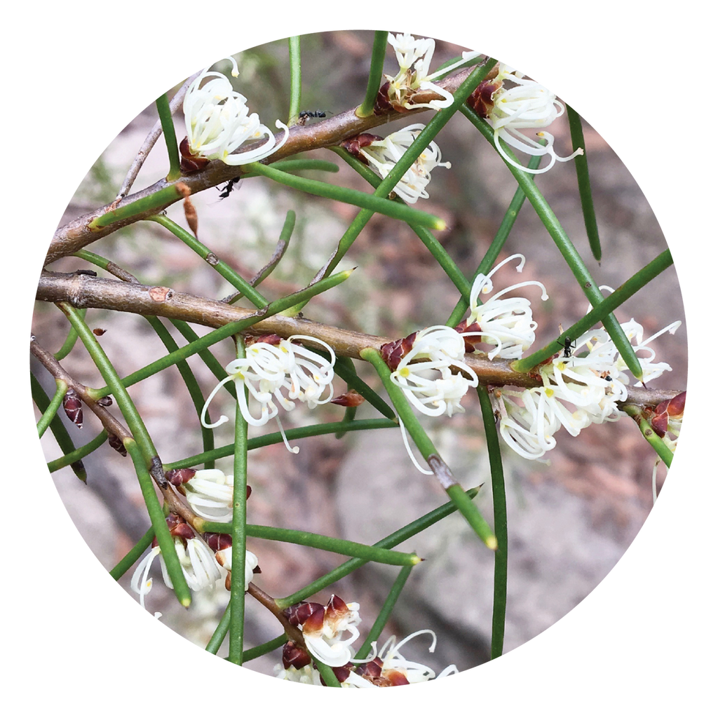 Dagger Hakea - UK – Australian Bush Flower Essences