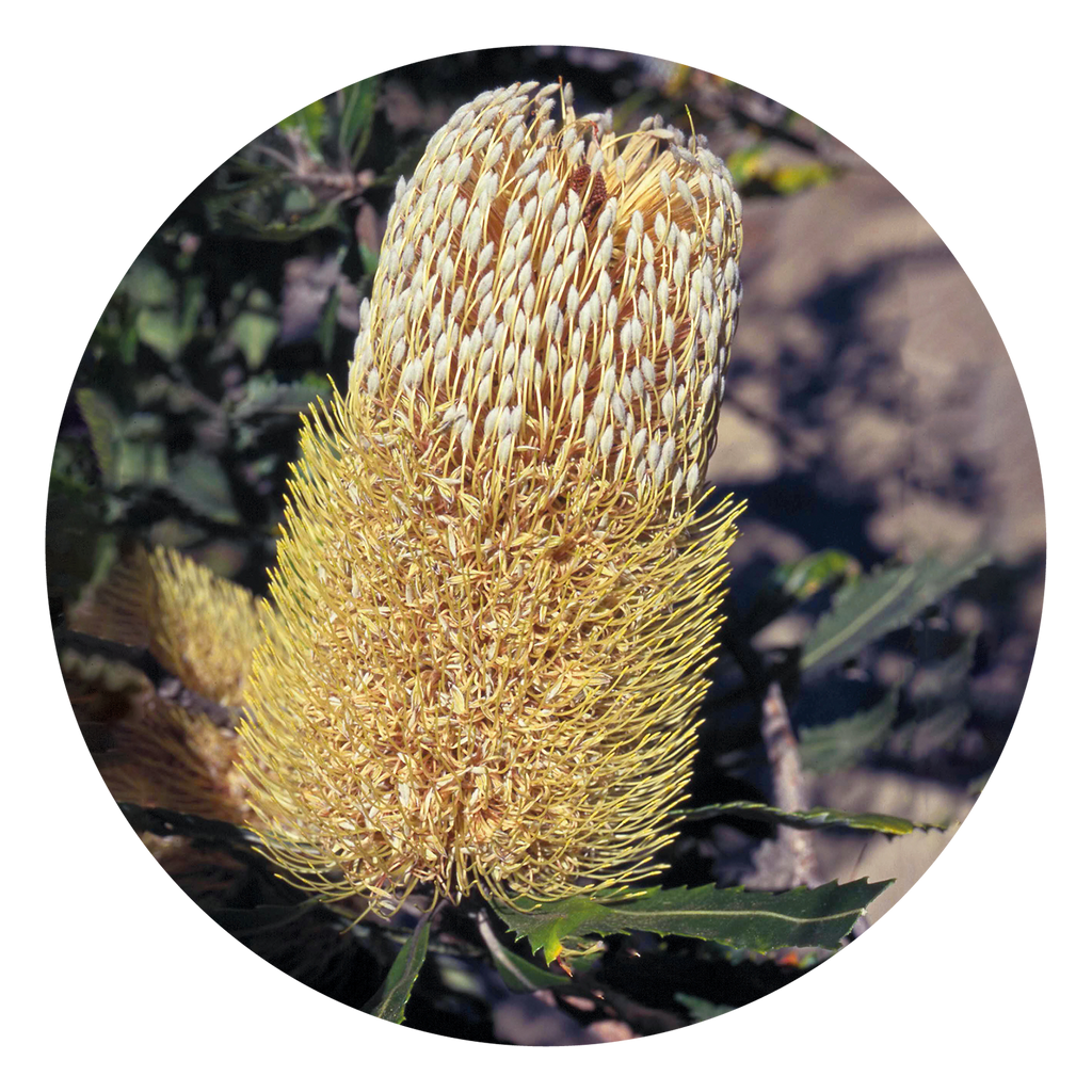 Old Man Banksia - Australia – Australian Bush Flower Essences