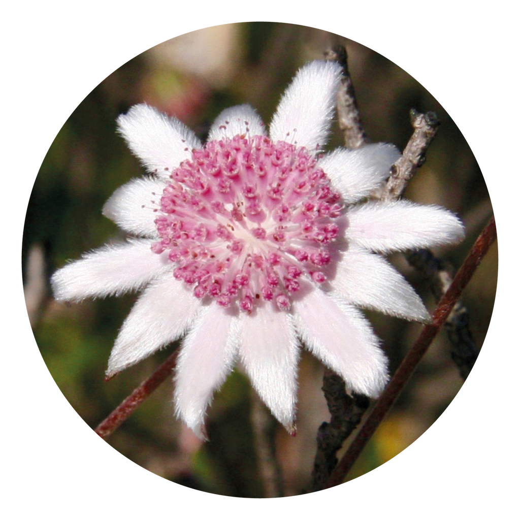 Pink Flannel Flower - Australia – Australian Bush Flower Essences
