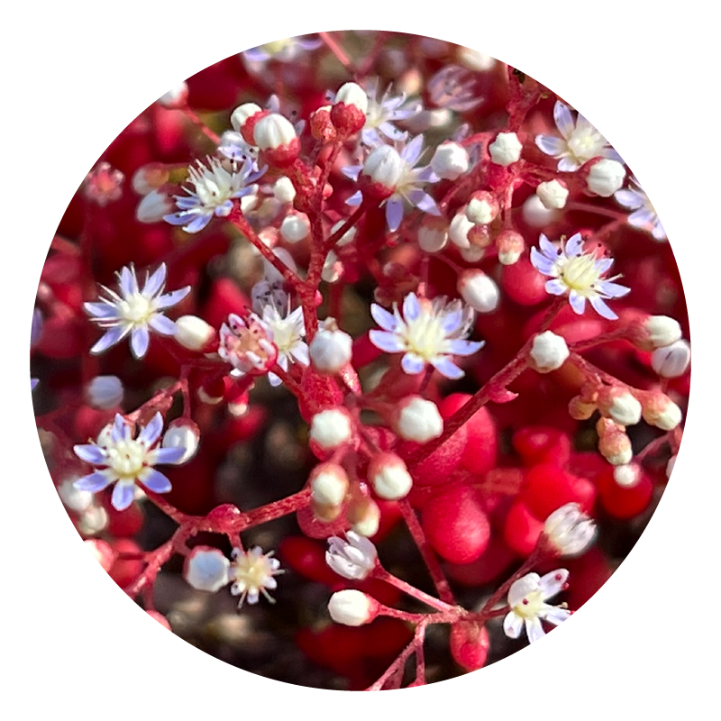 Sedum – Australian Bush Flower Essences